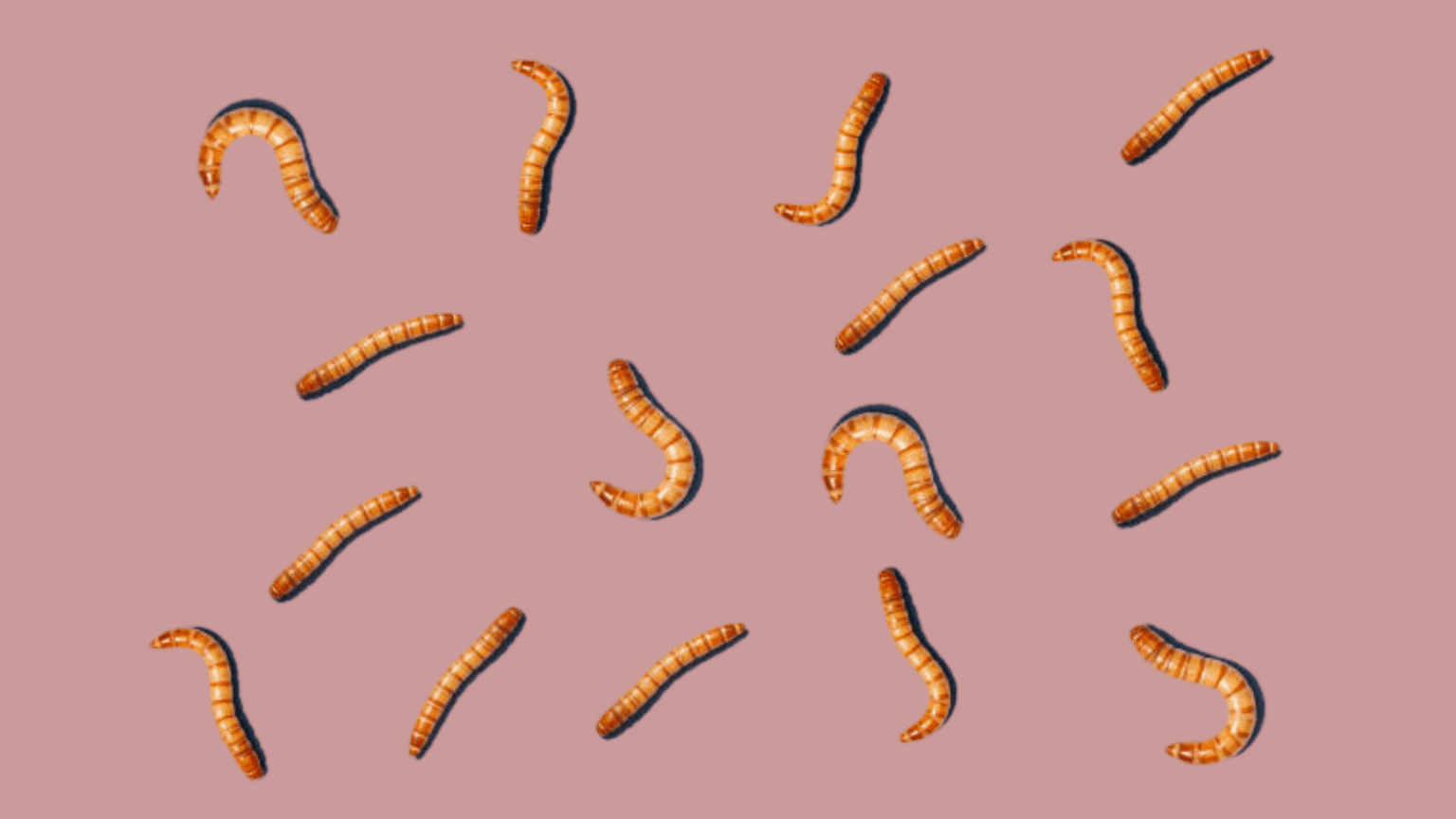 Is Protein Powder Made from Worms?